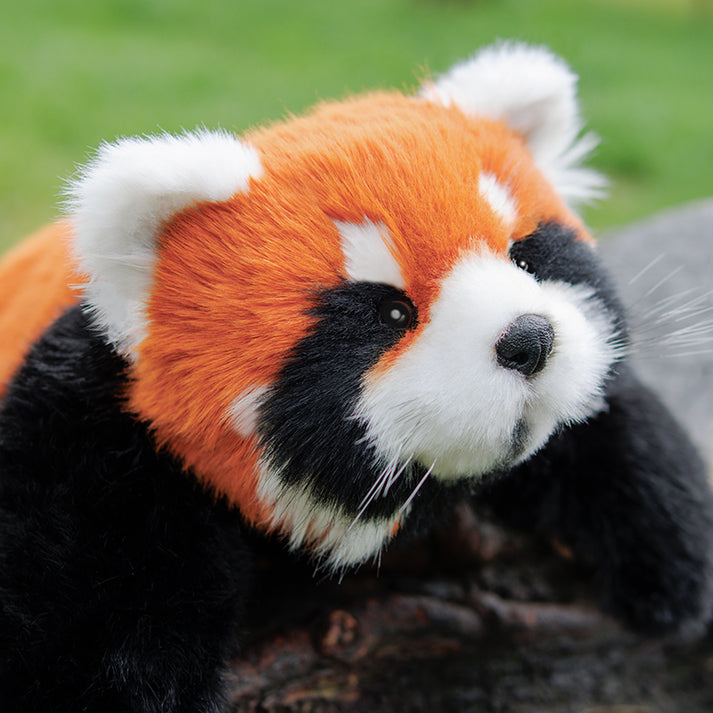 Red Panda Weighted Plush – Snuggle Toy for Stress Relief – Chongker