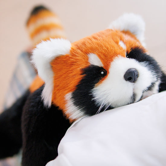 Red Panda Weighted Plush – Snuggle Toy for Stress Relief – Chongker