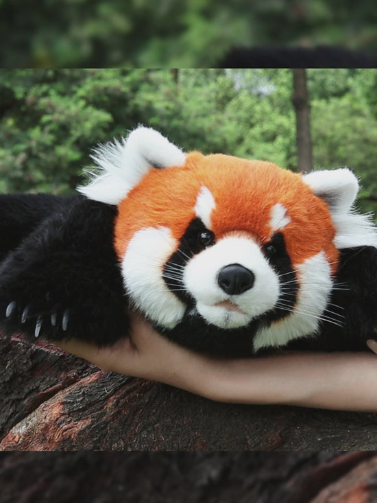 Red Panda Plush Weighted 2.5lb – Chongker